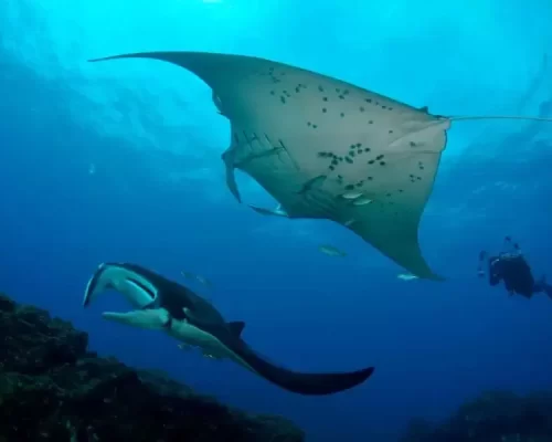 New South Wales, Australia – Marc Sofer